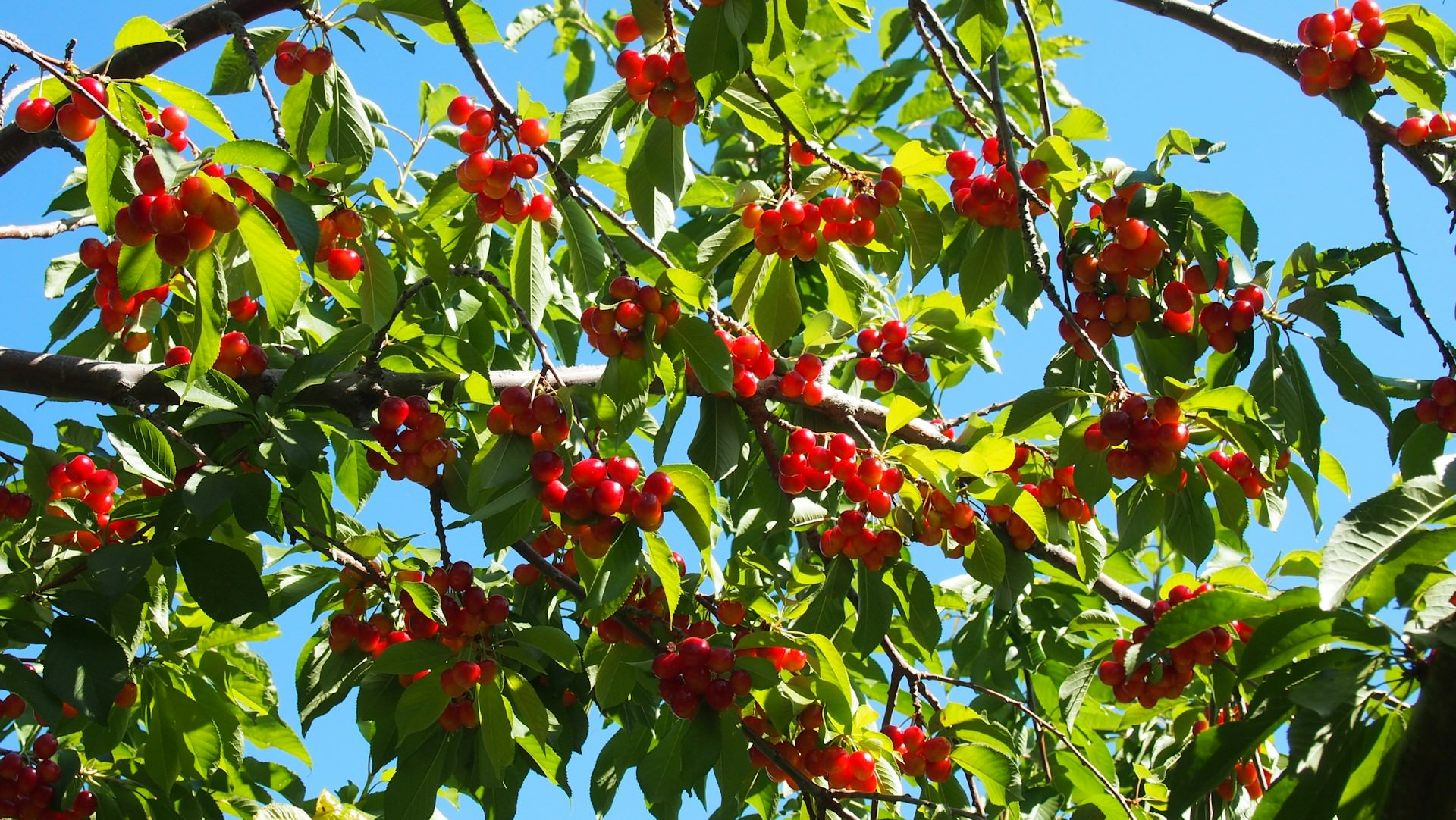 Meggyfa mikor kell metszeni? - Takarékindex